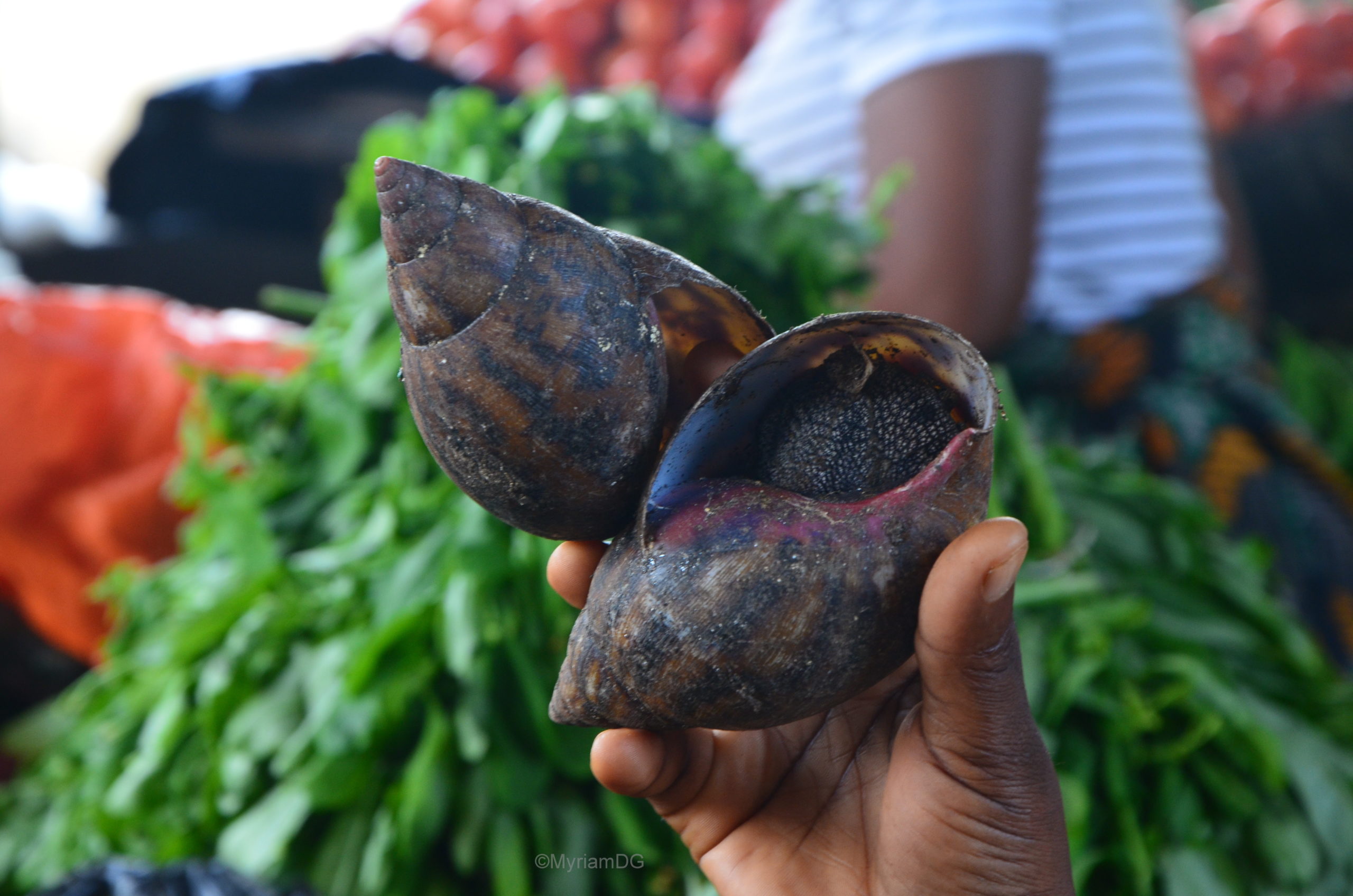 jacqueville-cote-d-ivoire (214) – Les voyages de Myriam