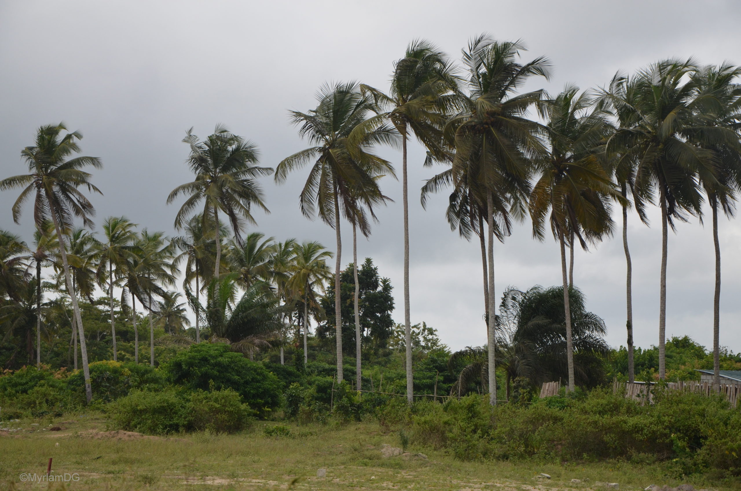 jacqueville-cote-d-ivoire (31) – Les voyages de Myriam