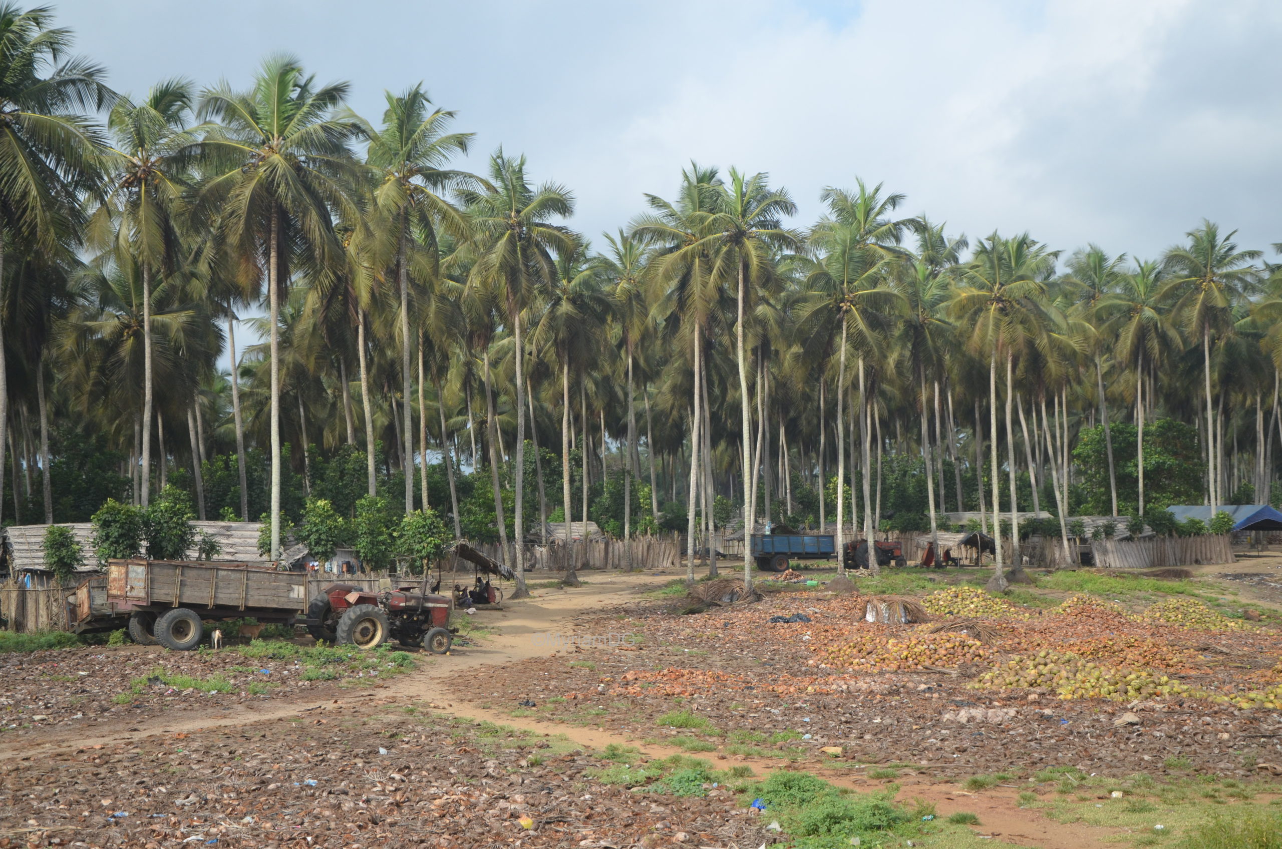 jacqueville-cote-d-ivoire (444) – Les voyages de Myriam