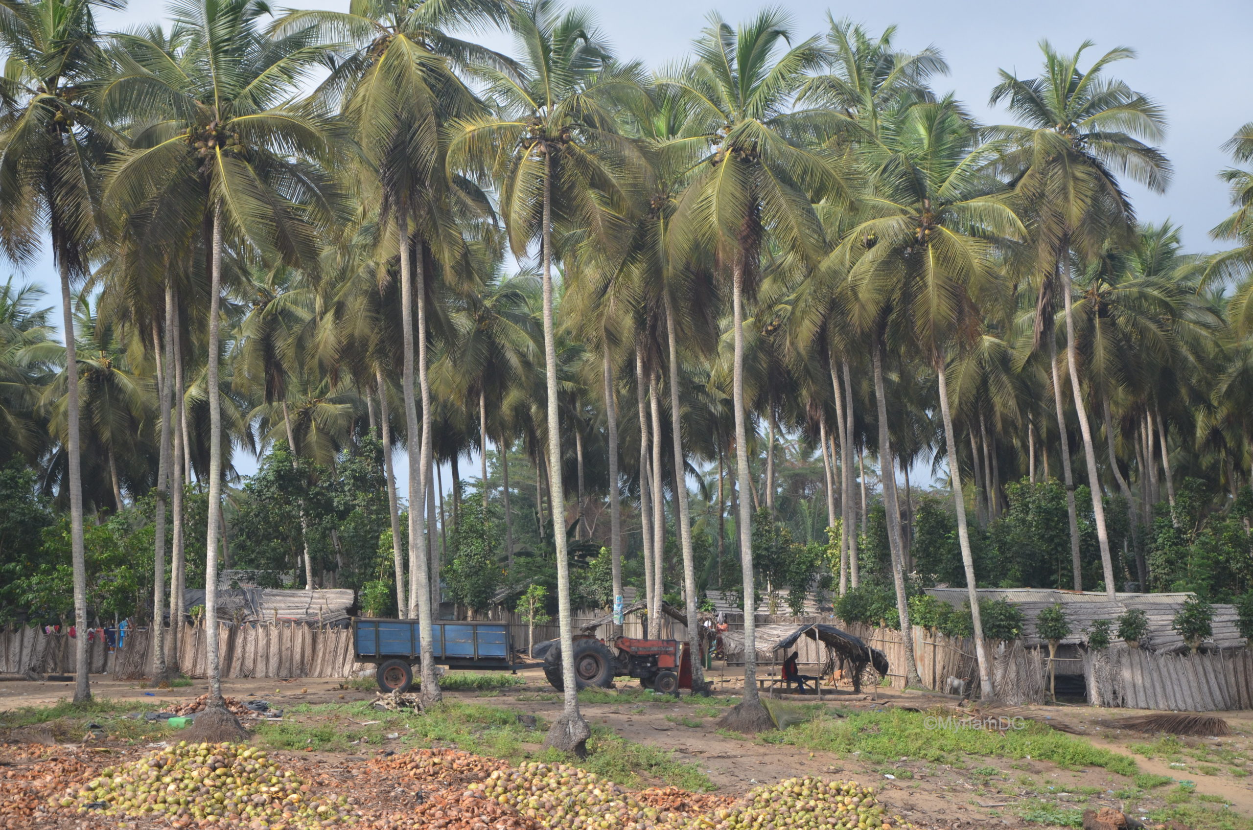 jacqueville-cote-d-ivoire (445) – Les voyages de Myriam