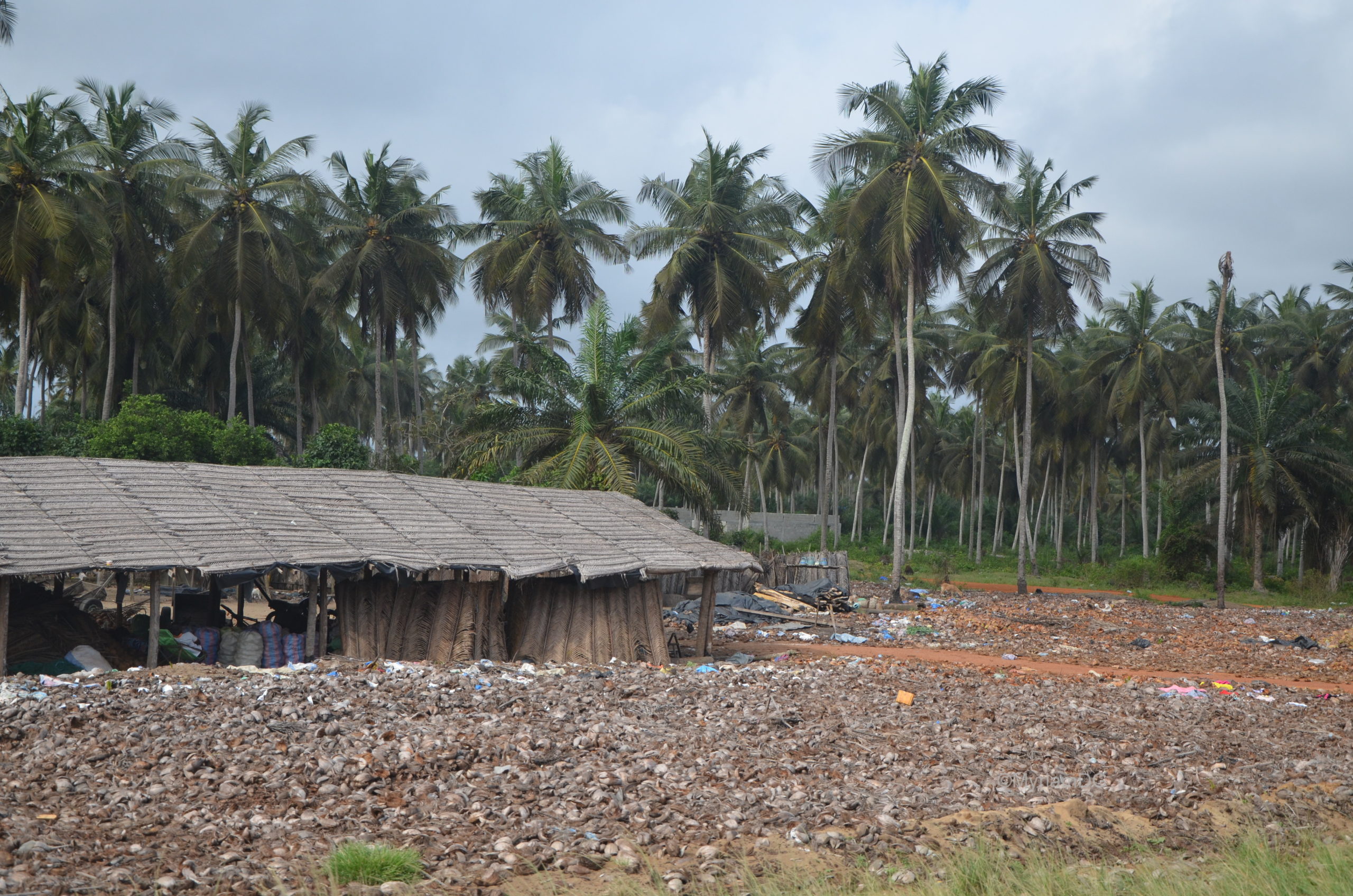 jacqueville-cote-d-ivoire (451) – Les voyages de Myriam